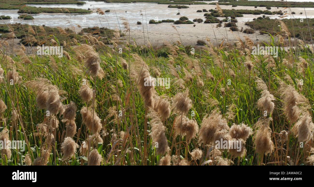 Dried Reeds on a Windy Day. Nature background. Turkey Stock Photo - Alamy