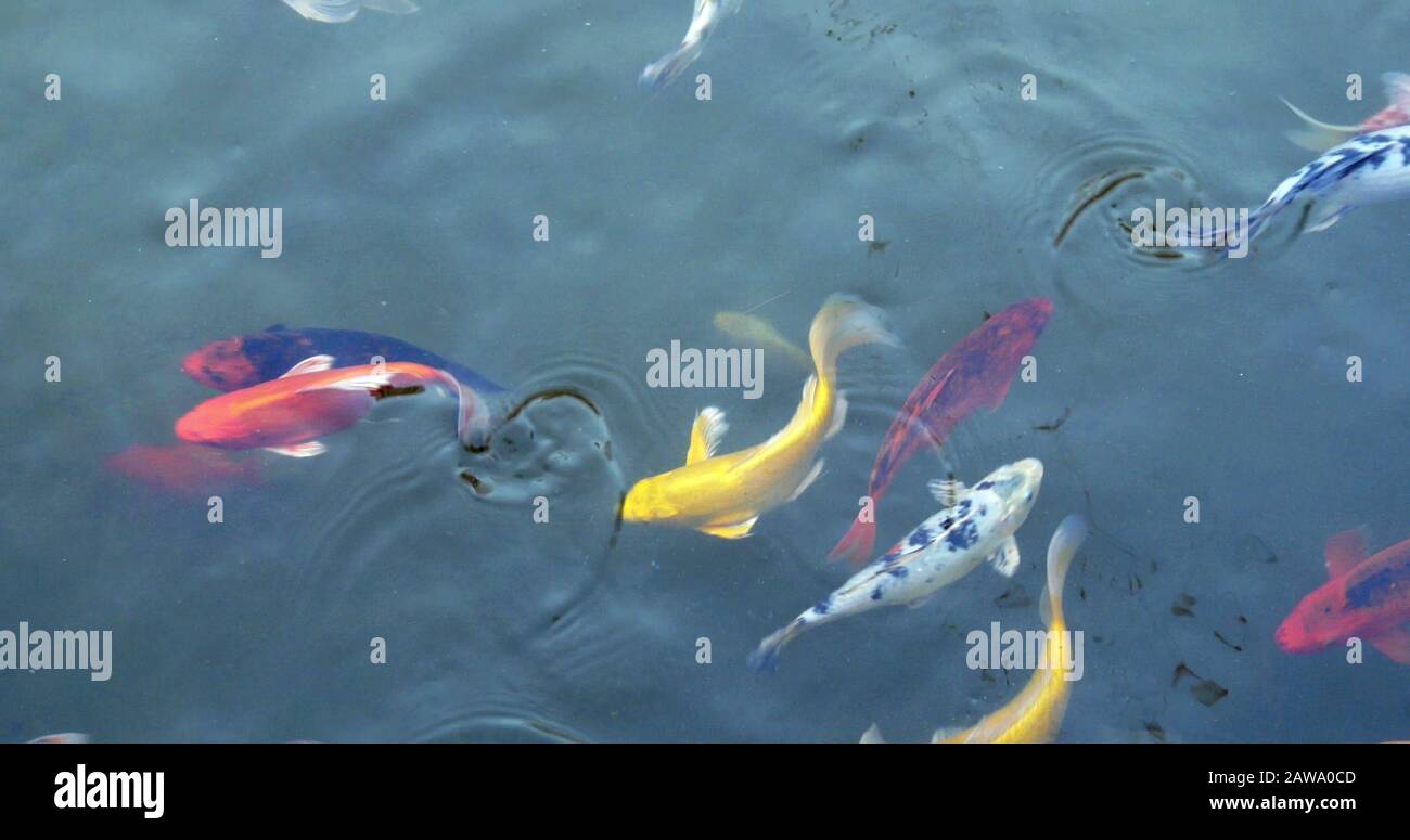 Top view fishes swimming in hi-res stock photography and images - Alamy