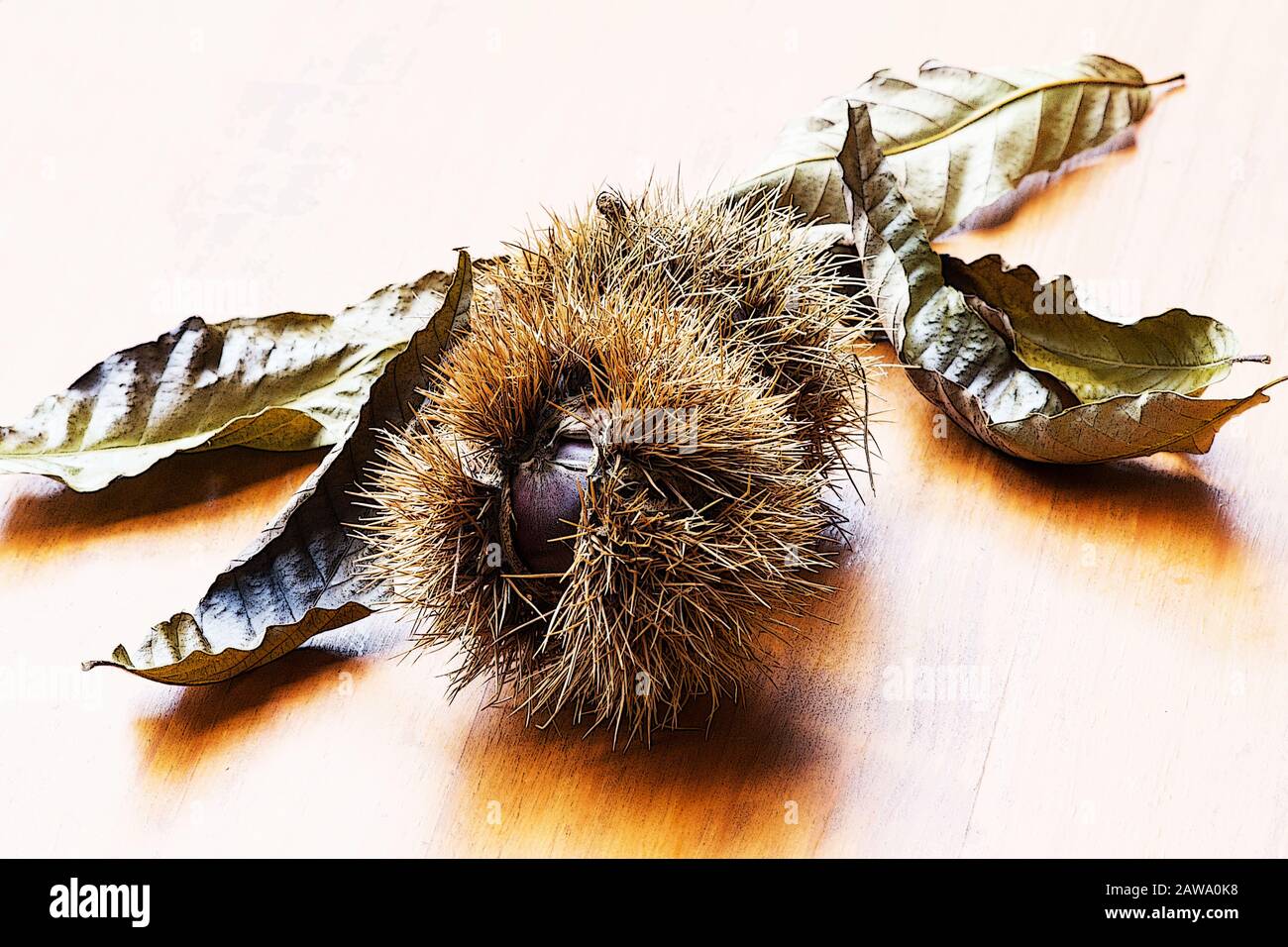 Chestnut burr hi-res stock photography and images - Alamy