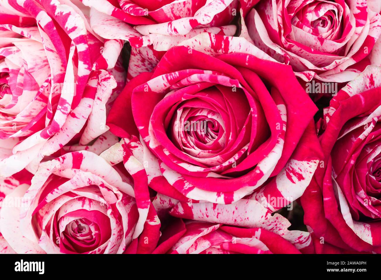 Two colors hi-res stock photography and images - Alamy