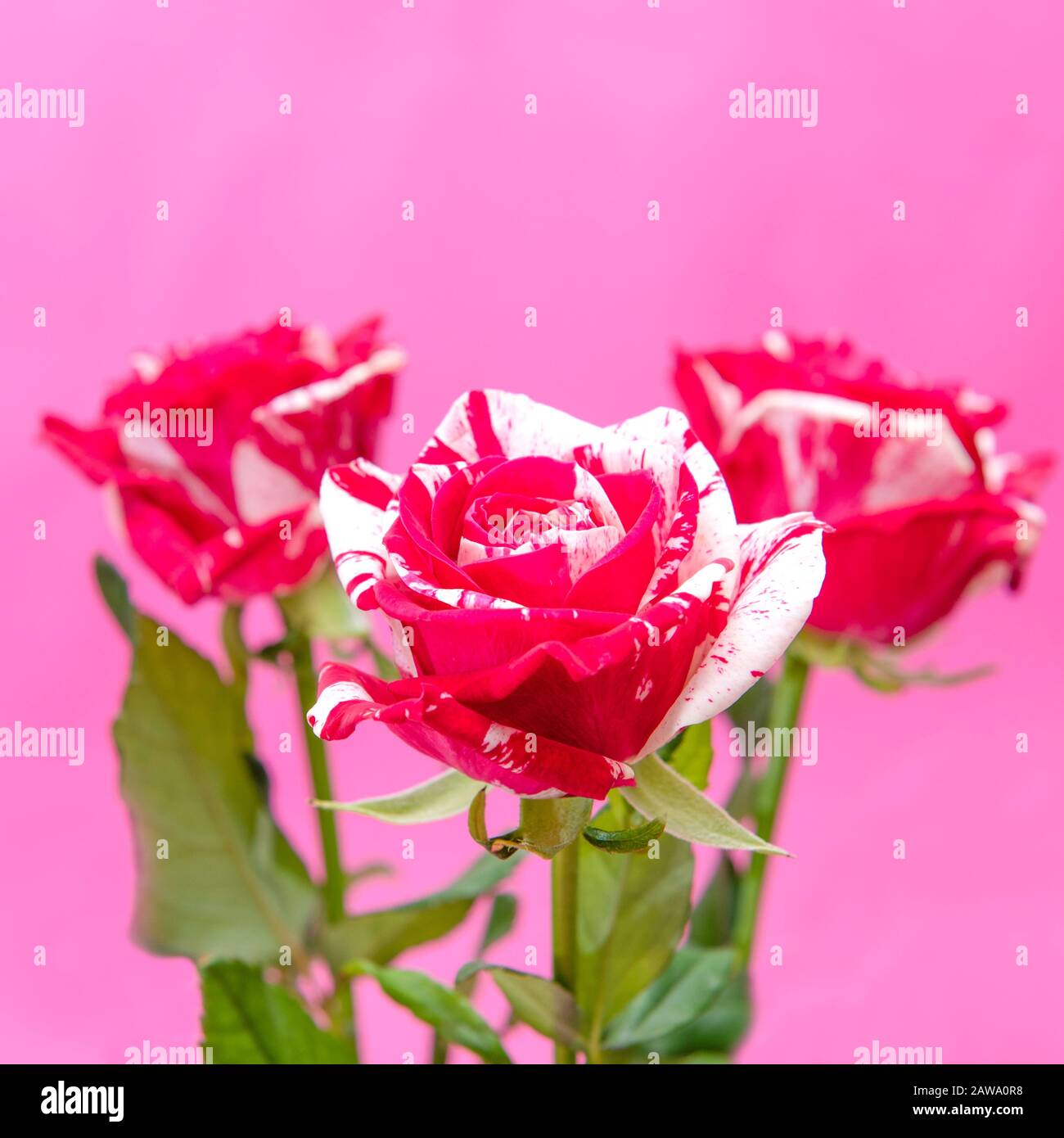 Blush white roses hi-res stock photography and images - Alamy