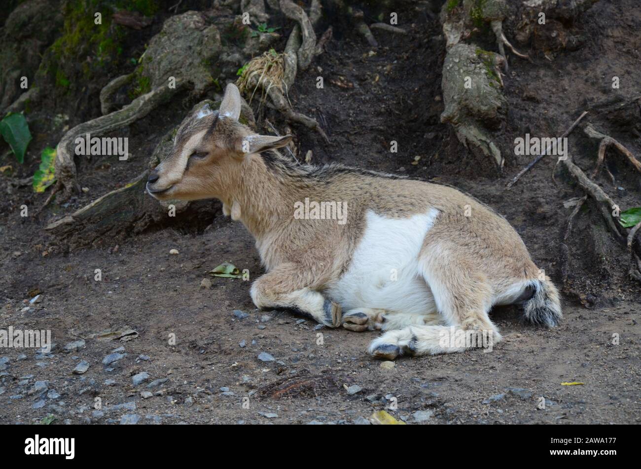 Genus capra hi-res stock photography and images - Alamy