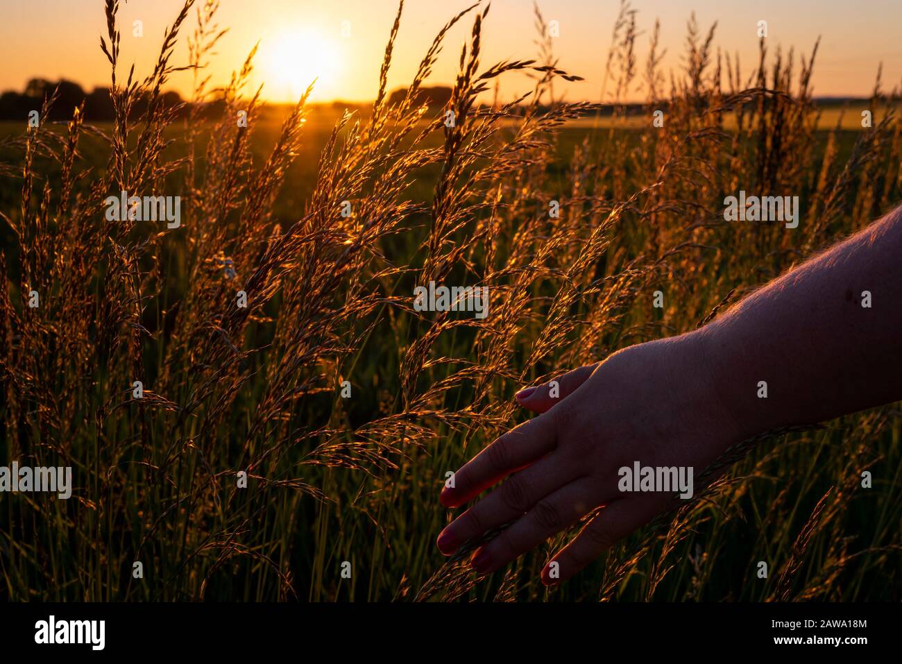 Human hand touching grass hi-res stock photography and images - Alamy