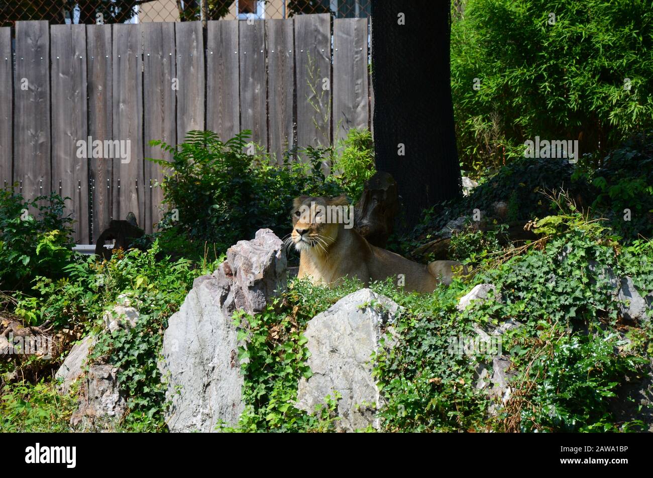 African lion relaxing in the Frankfurt zoo Stock Photo - Alamy