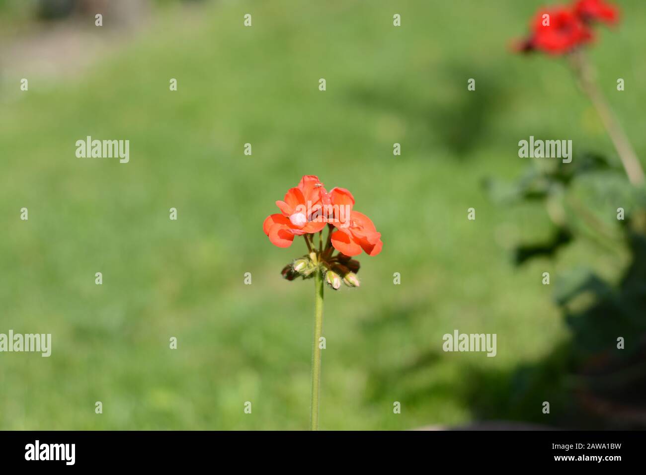 Red Geranium Pelargonium Flowers in the garden Stock Photo - Alamy