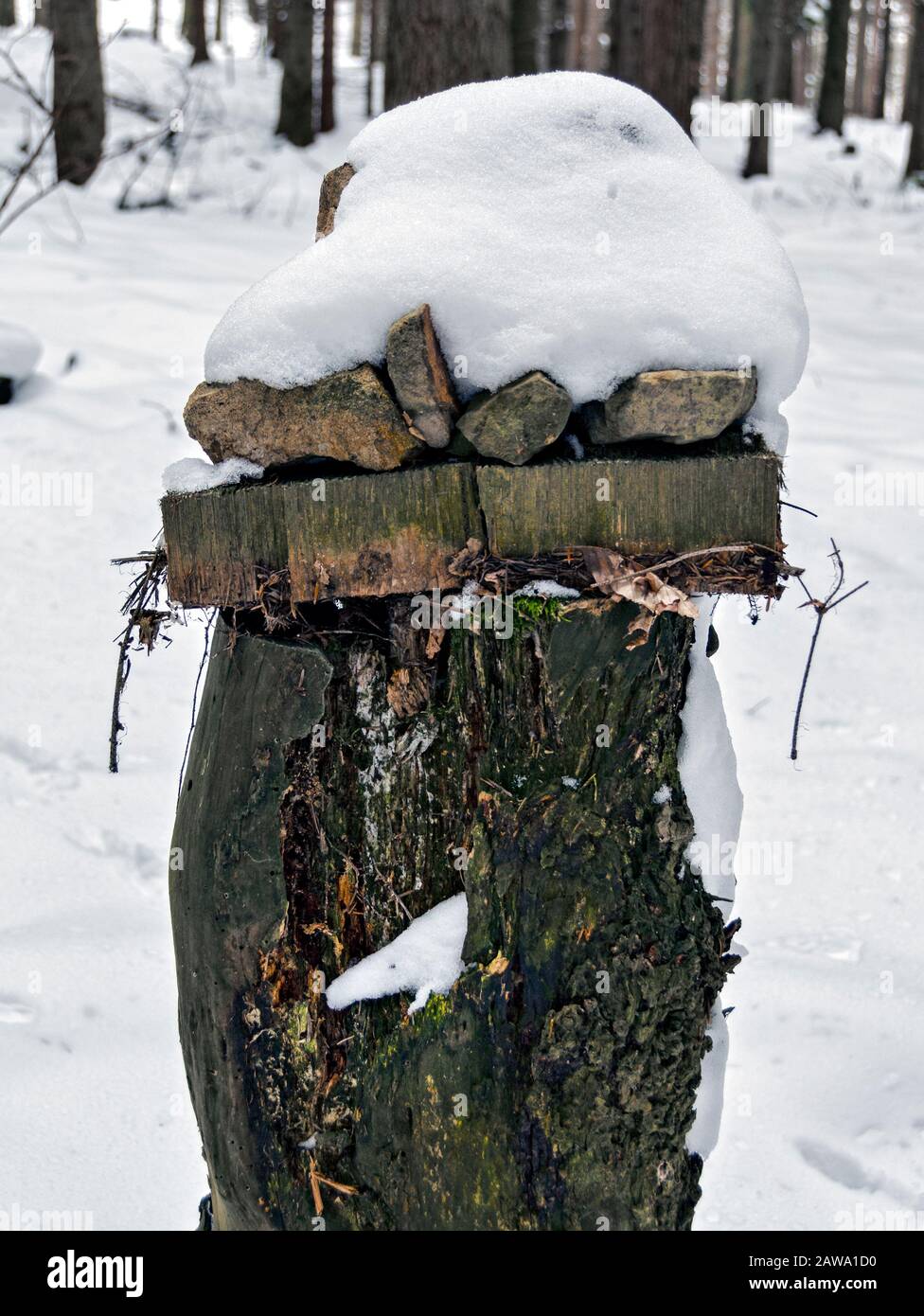 Winterly forest hi-res stock photography and images - Alamy