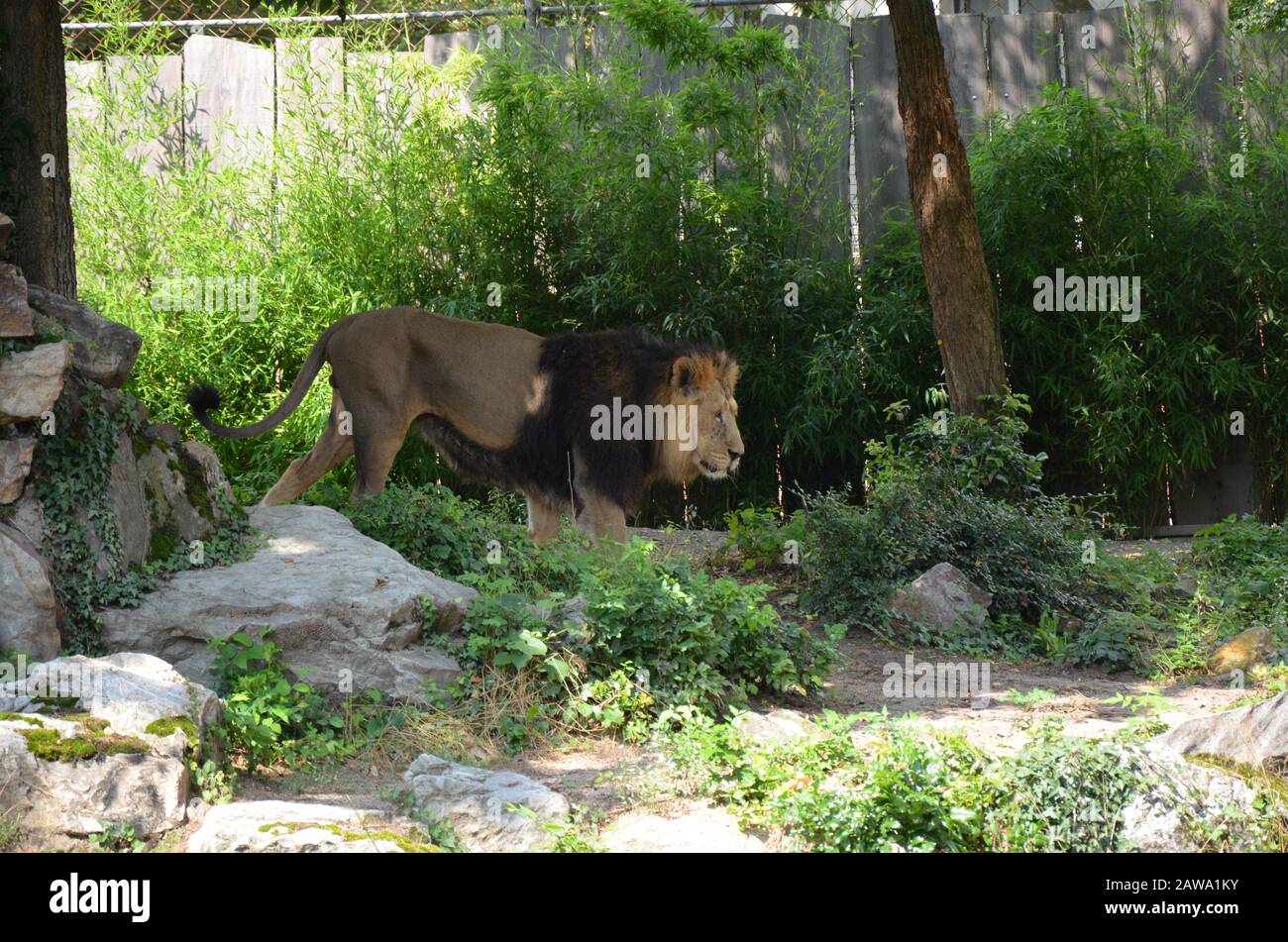 African lion relaxing in the Frankfurt zoo Stock Photo - Alamy