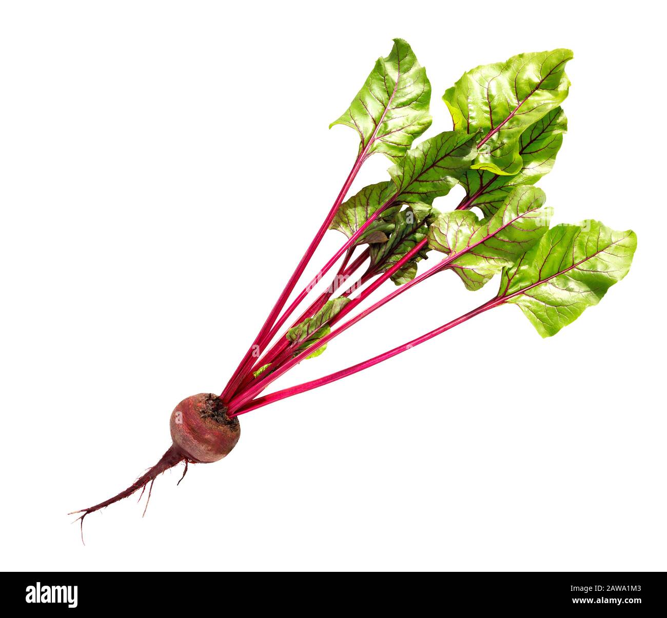 Beet isolated. Beetroot with leaves, fresh whole beet isolated on white ...