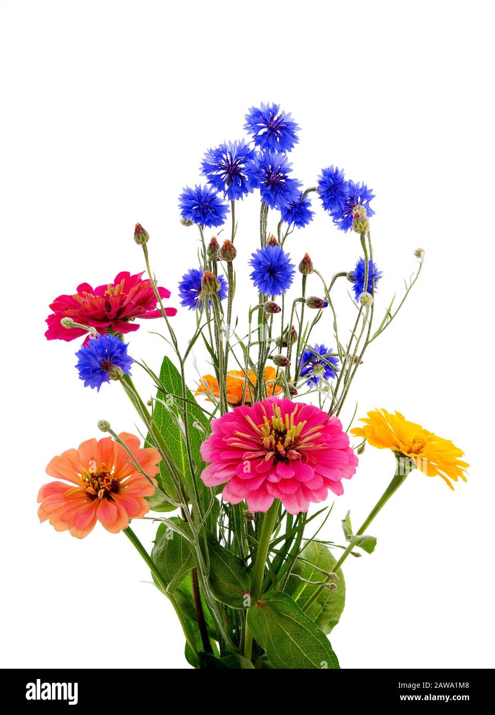 Bachelor Button Bouquet