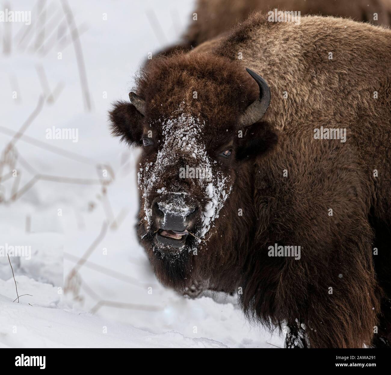 Bison in the snow in Yellowstone National Park Stock Photo - Alamy