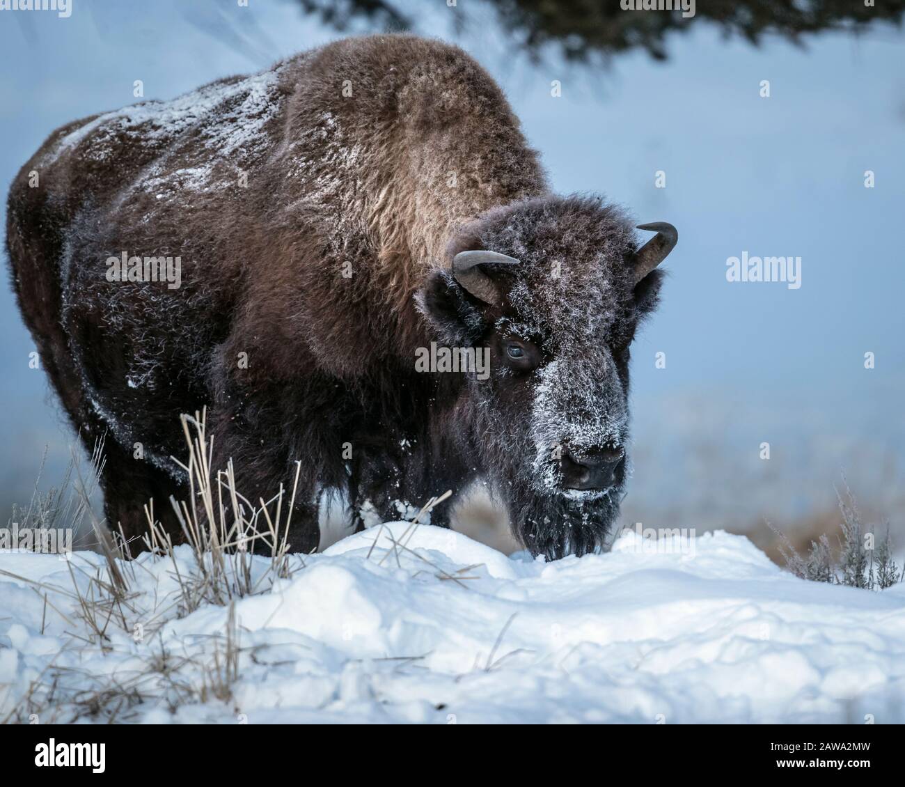 Bison in the snow in Yellowstone National Park Stock Photo - Alamy