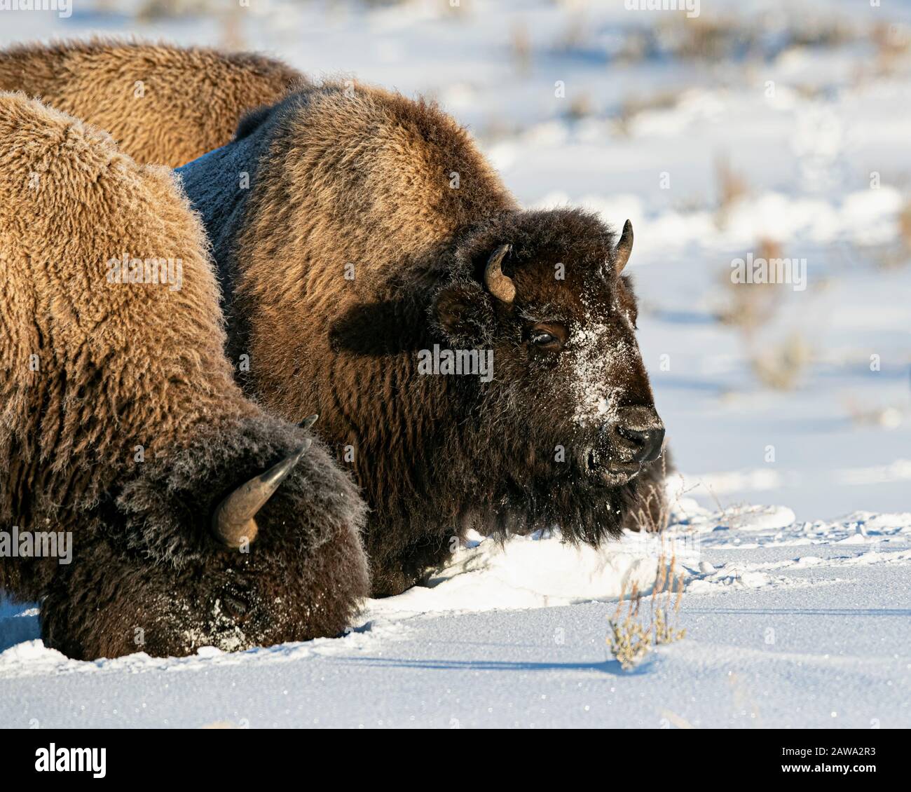 Bison Charging High Resolution Stock Photography and Images - Alamy
