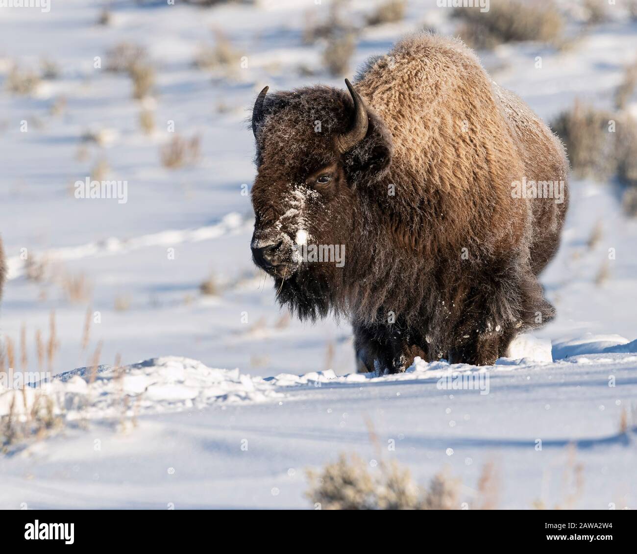 Charging bison hi-res stock photography and images - Alamy