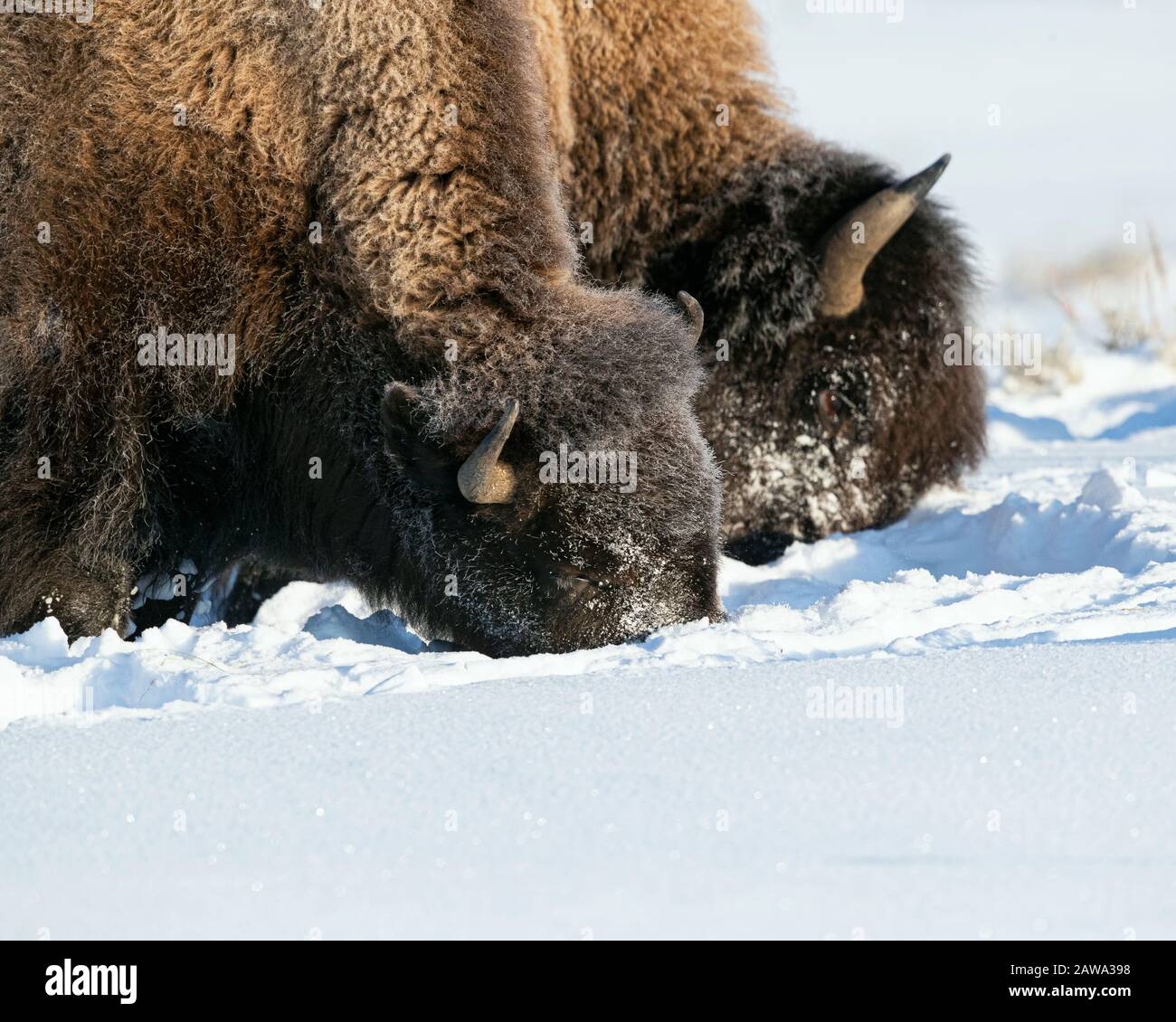 Bison in the snow in Yellowstone National Park Stock Photo - Alamy