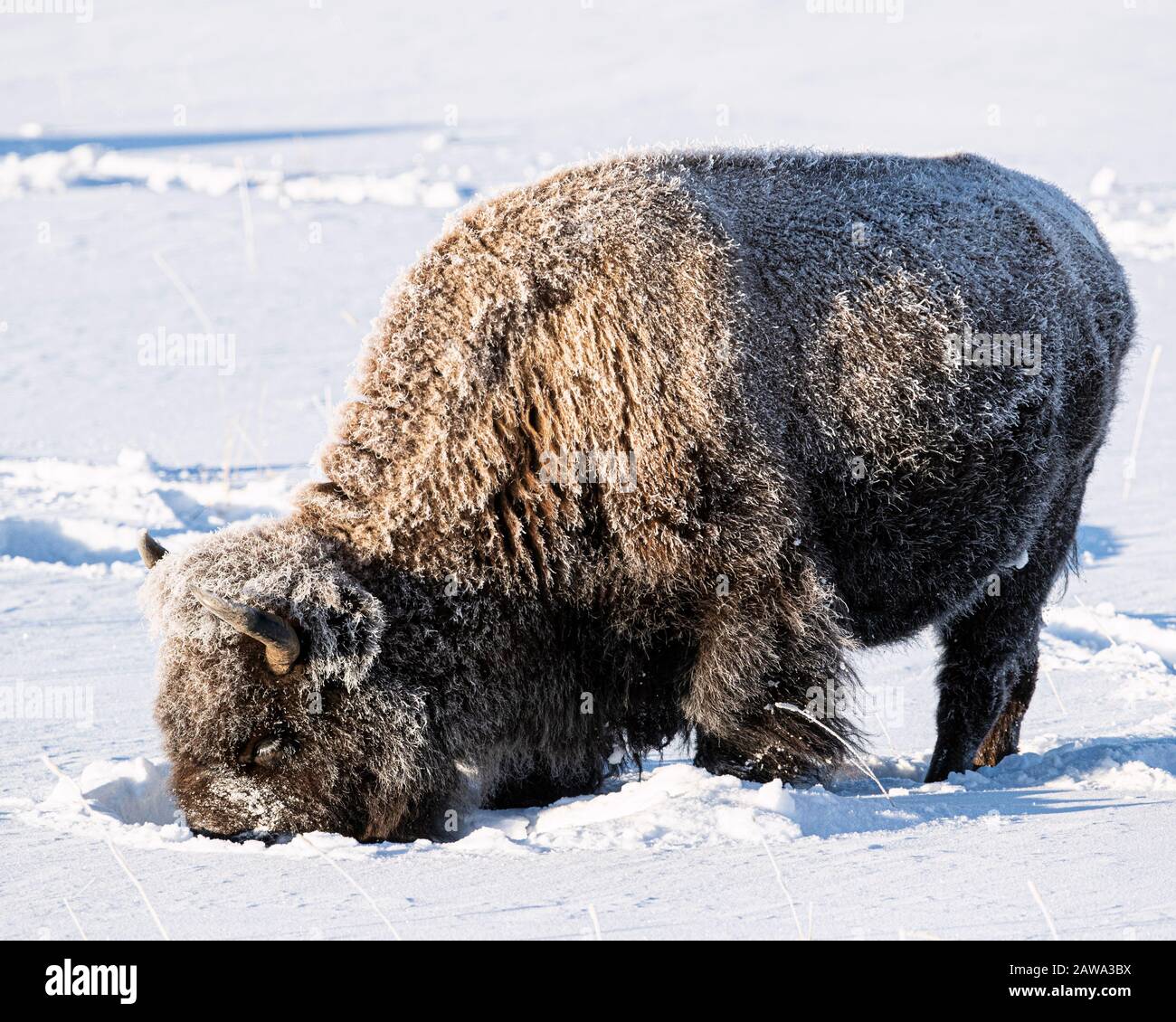 Bison in the snow in Yellowstone National Park Stock Photo - Alamy