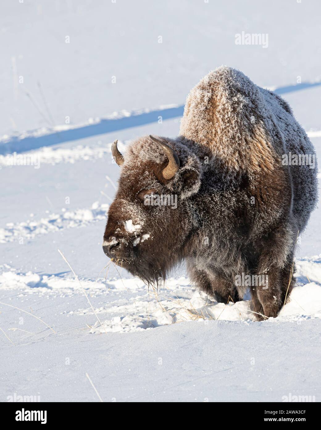 Bison in the snow in Yellowstone National Park Stock Photo - Alamy