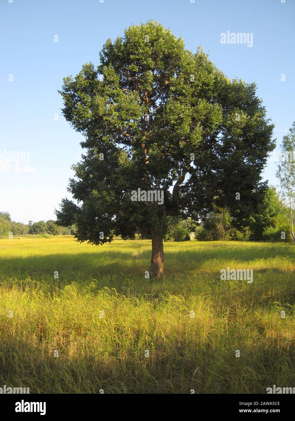 Beautiful tree in the field Stock Photo - Alamy