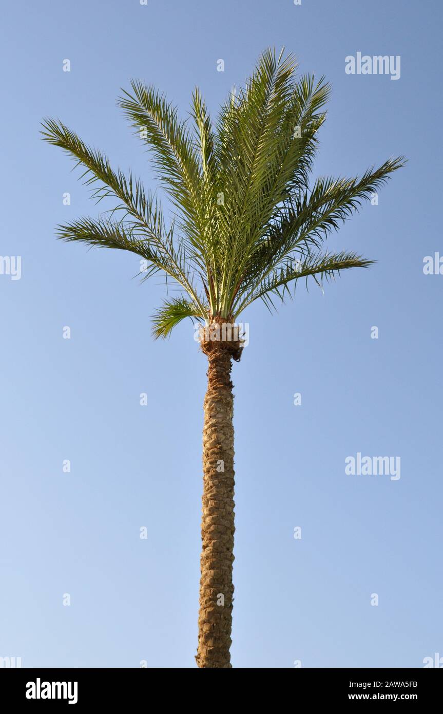 Single palm tree with blue background Stock Photo - Alamy