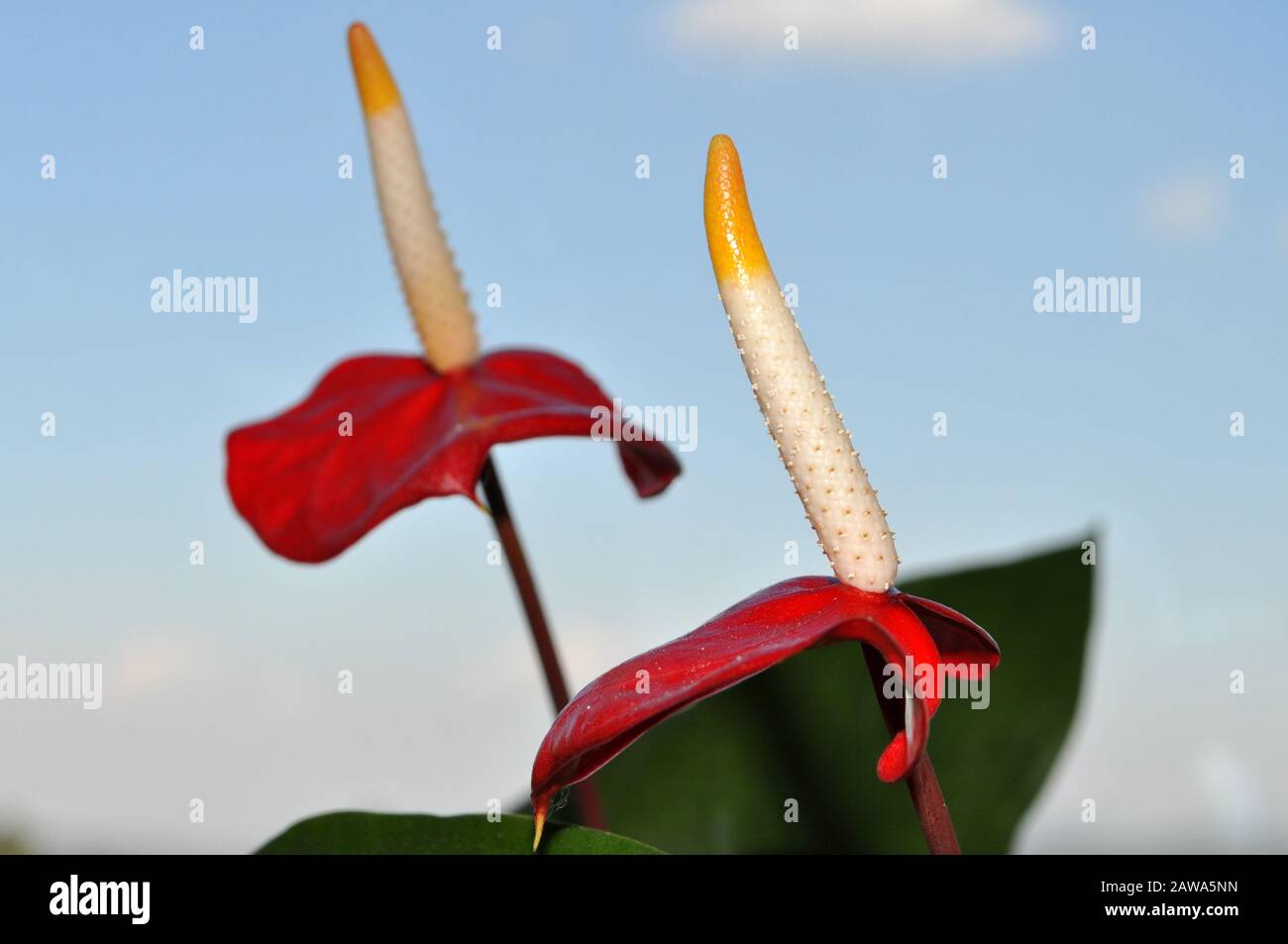 Anthurium Flower Yellow With Red Stock Photo - Alamy