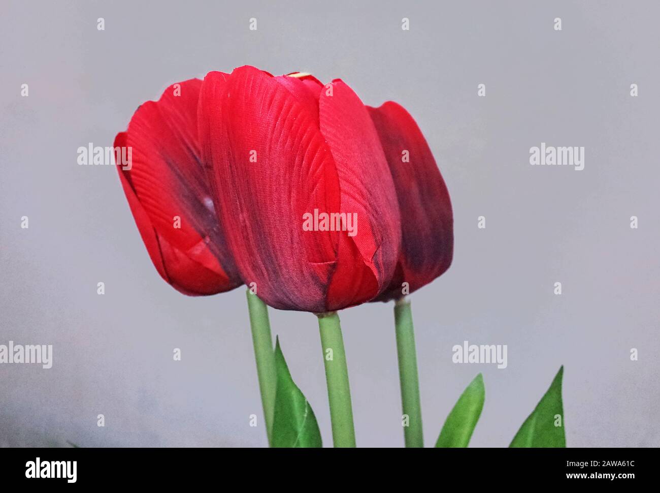 Red tulip close-up Stock Photo - Alamy