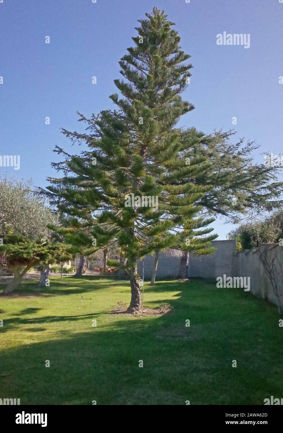 Araucaria Heterophylla tree in Sardinian garden Stock Photo - Alamy