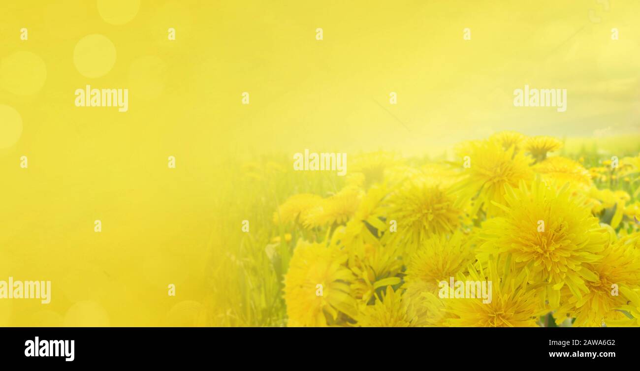 Bunch of Yellow fresh dandelions border, summer meadow in background ...