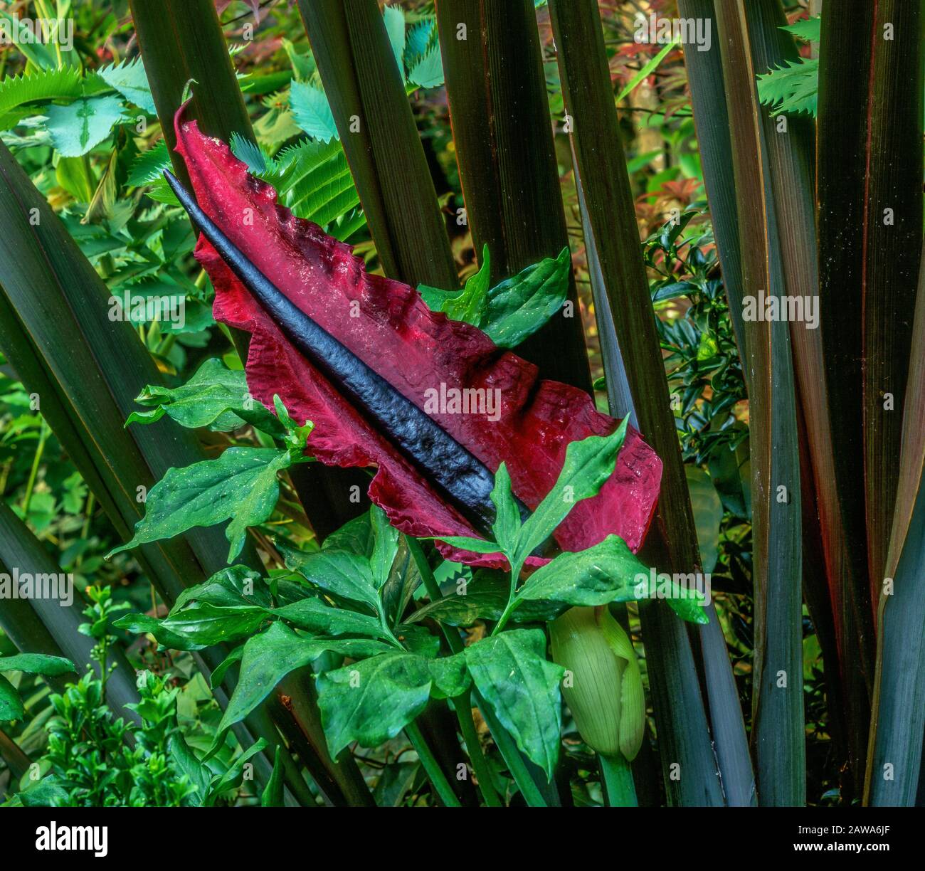 Stink lily hi-res stock photography and images - Alamy