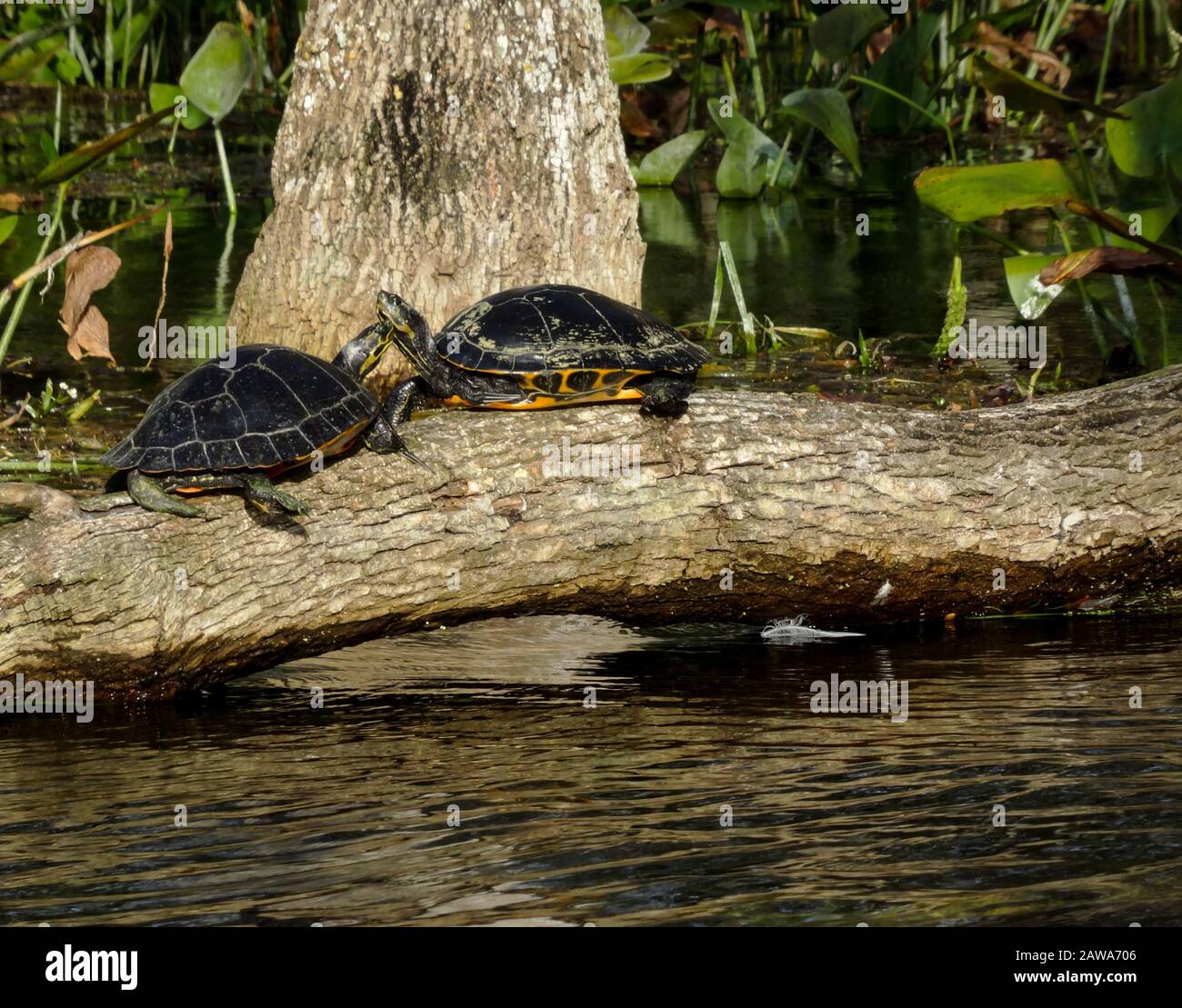 Kissing animals hi-res stock photography and images - Alamy