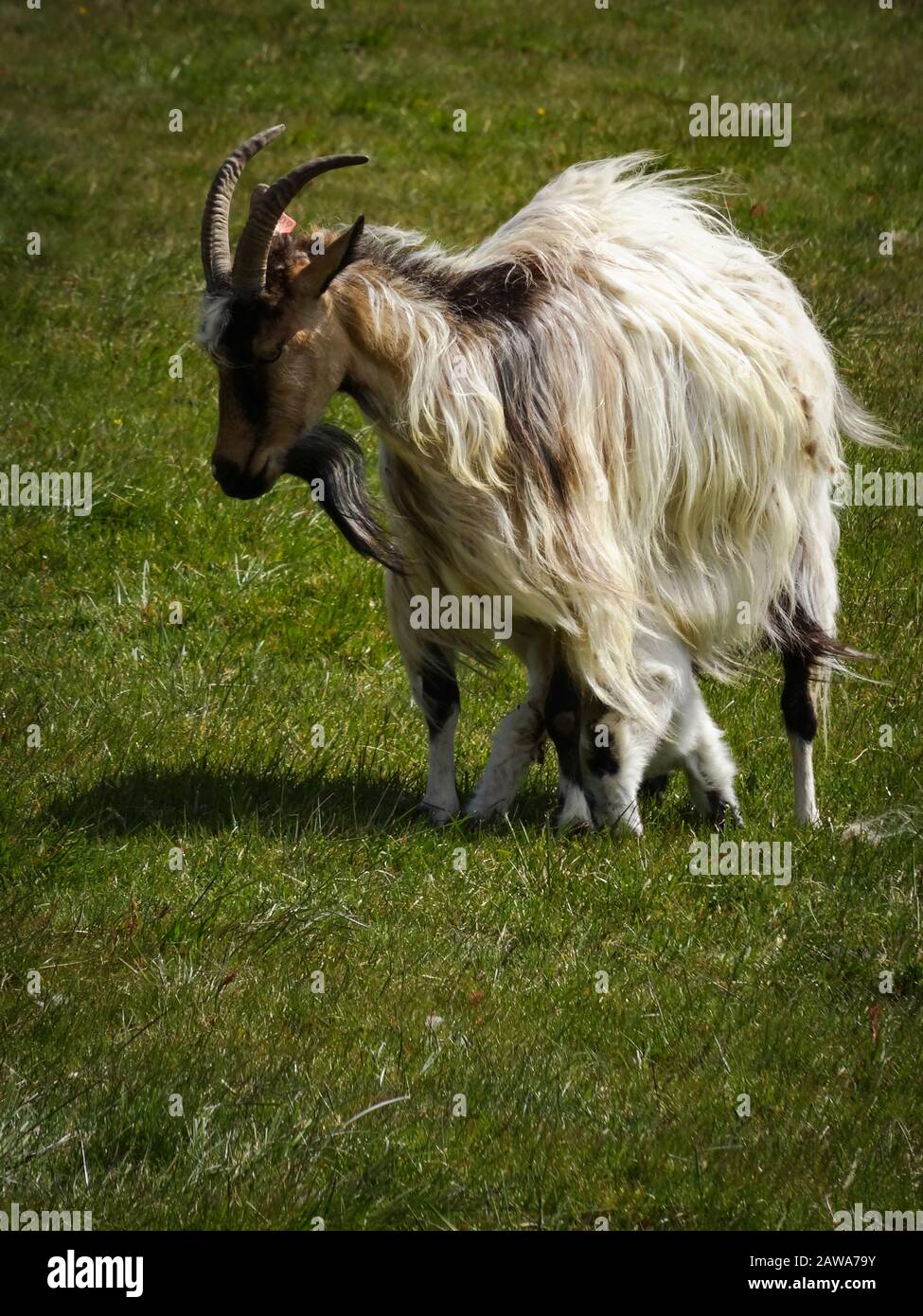 Icelandic white longhair goat with cute young lamb hiding under its ...