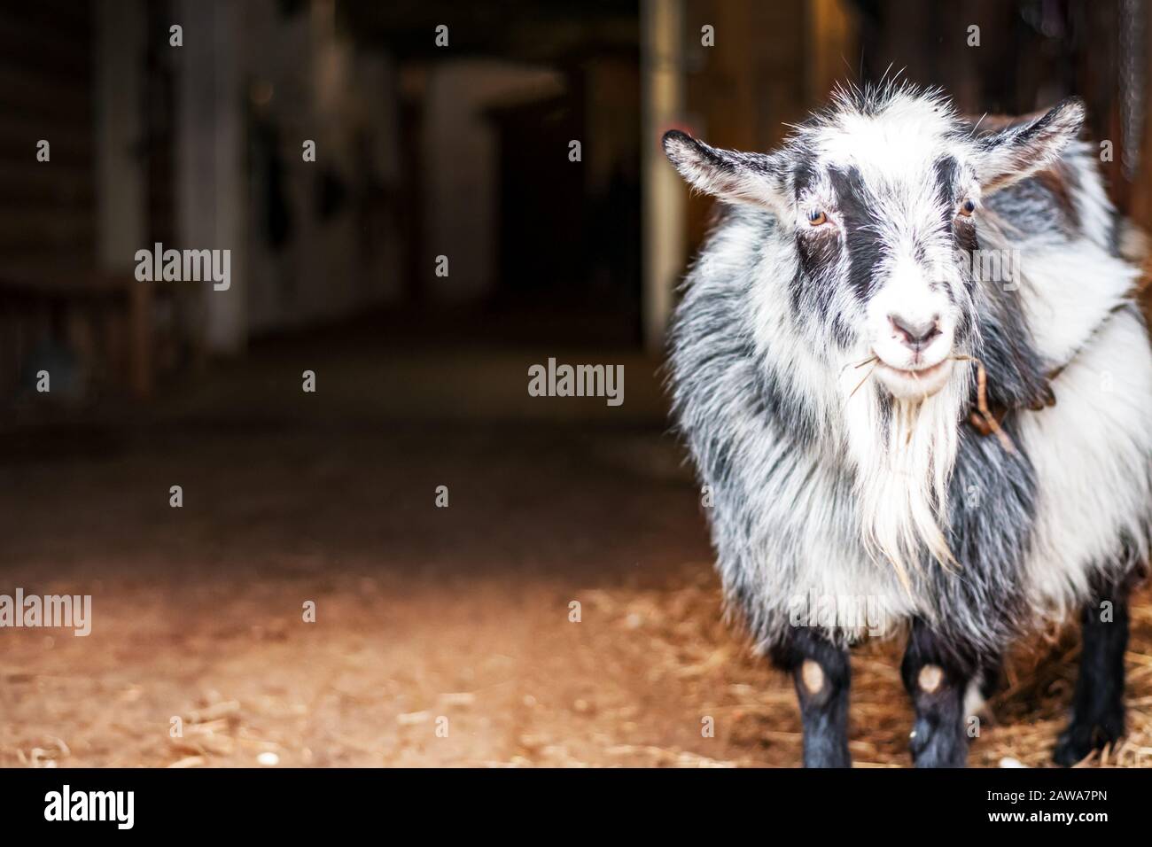 Goats eating hay in barn hi-res stock photography and images - Alamy