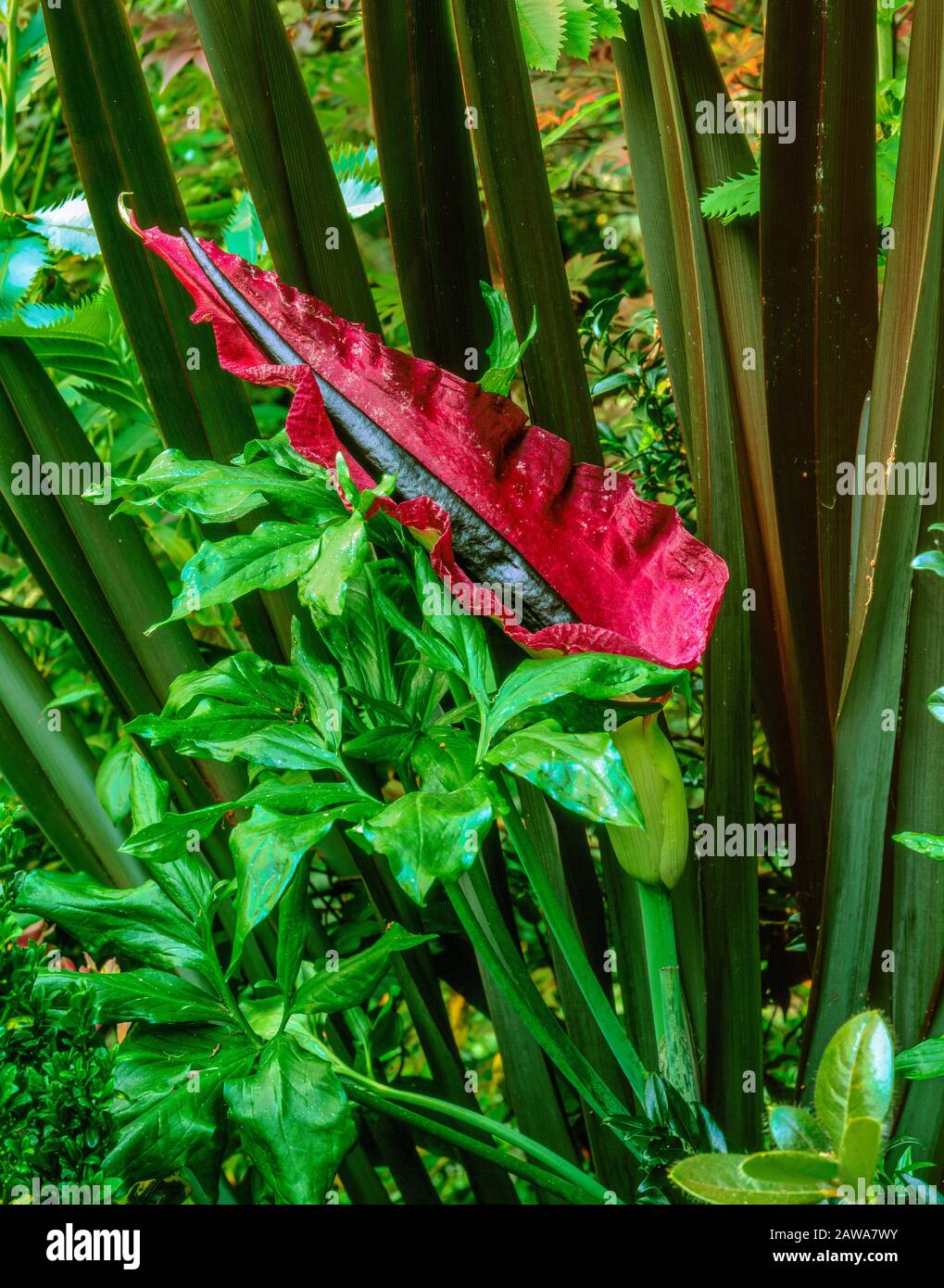 Dracunculus vulgaris arum dracunculus hi-res stock photography and ...