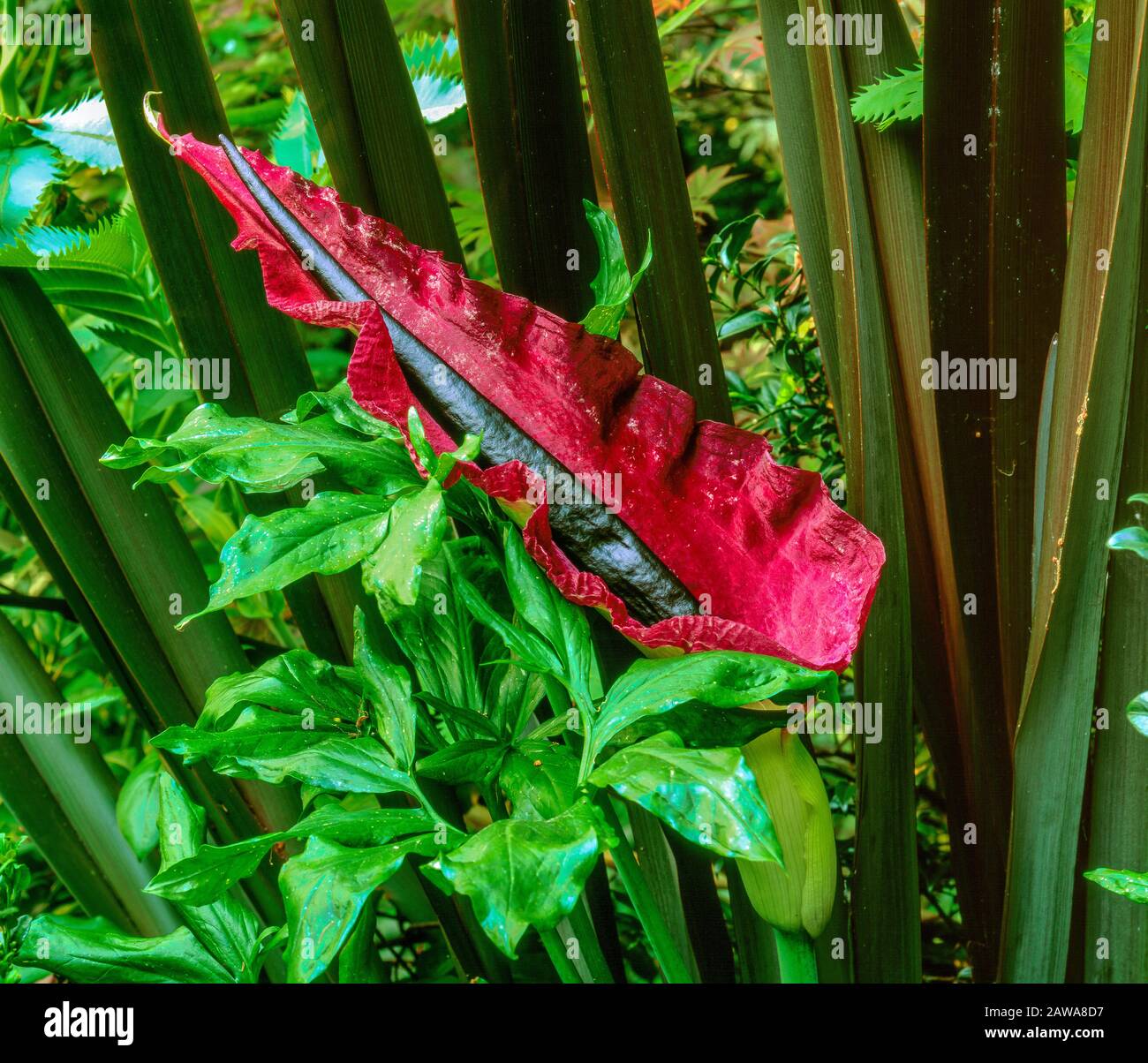 Stink lily hi-res stock photography and images - Alamy