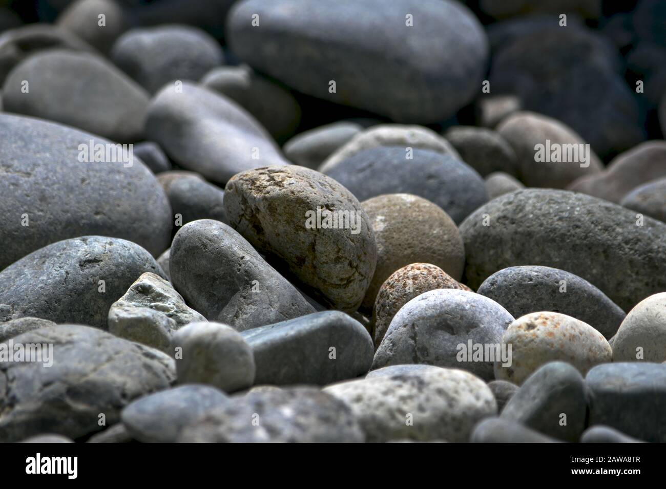 The background is of large gray rounded stones with a focus on the ...