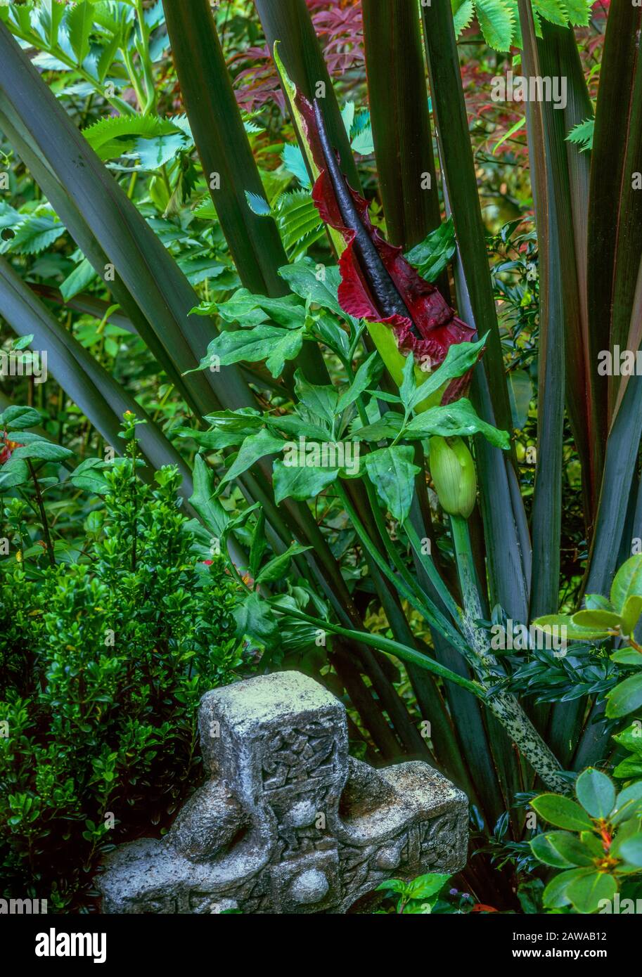 Stink Lily High Resolution Stock Photography and Images - Alamy