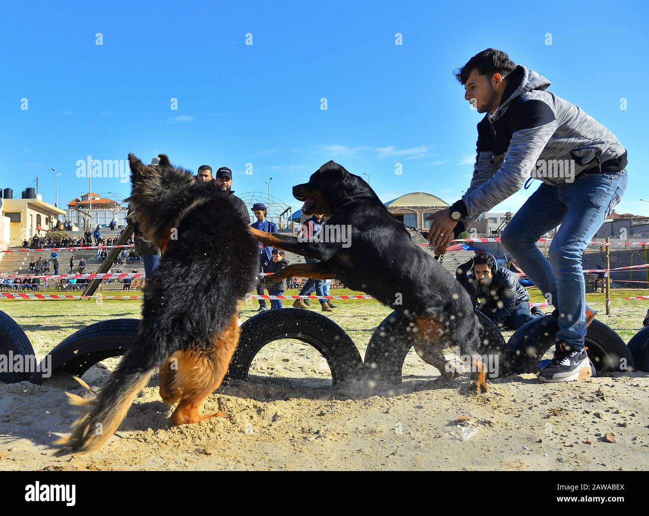 Gaza. 7th Feb, 2020. A Palestinian breeder shows his dogs during a dog ...