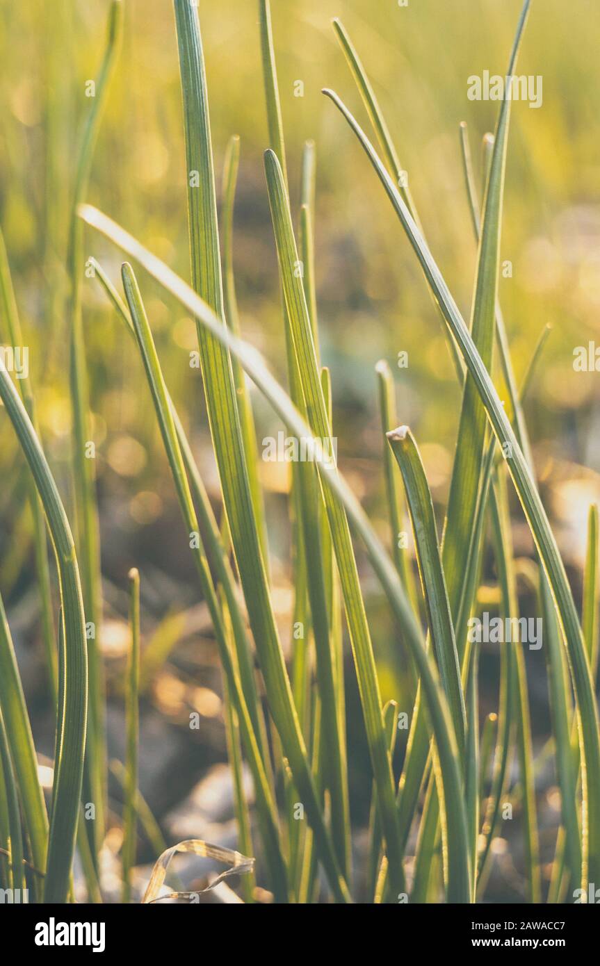 Succulent grass hi-res stock photography and images - Alamy