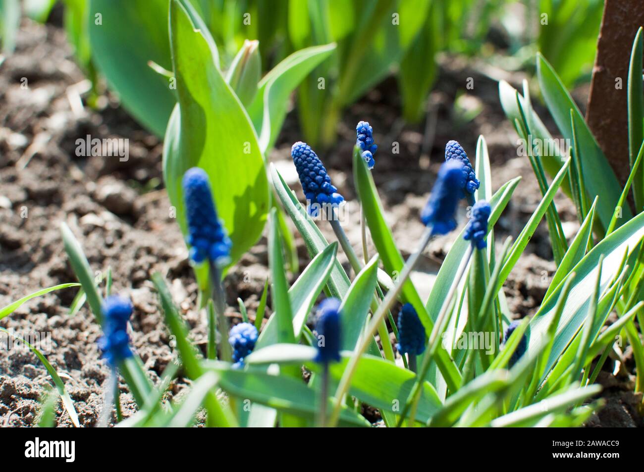 Macro photo of a spring plant flower Muscari armeniacum. Background ...