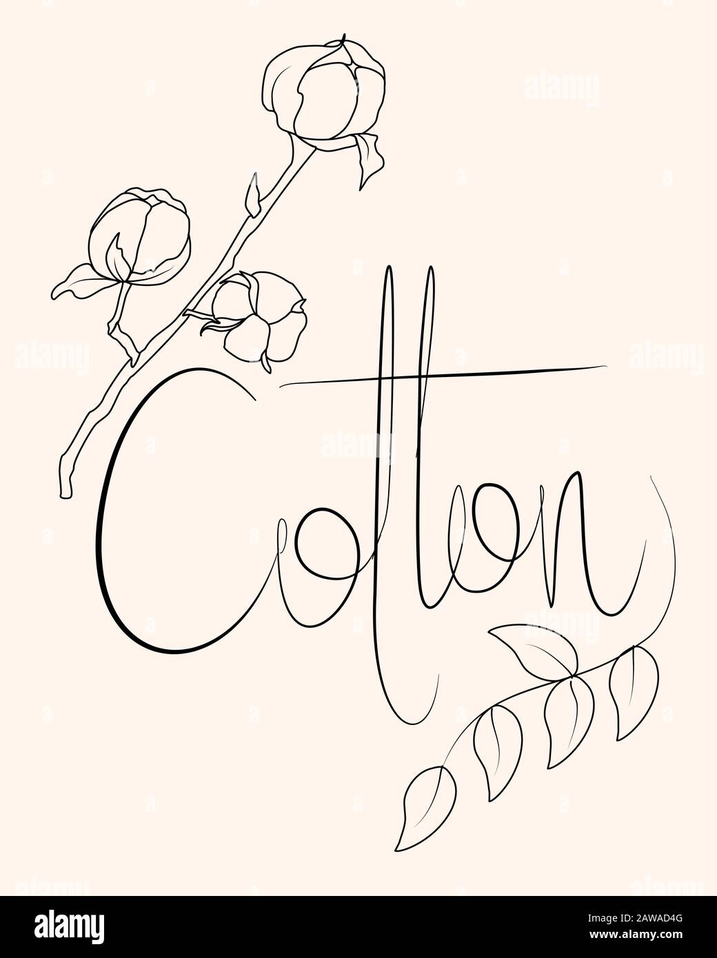Illustration of cotton plant sketch Stock Vector Image & Art - Alamy