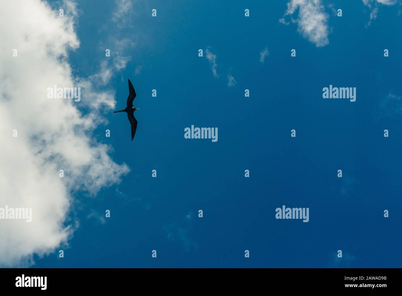 A Caribbean frigate bird flying through the sky high above the tropical ...