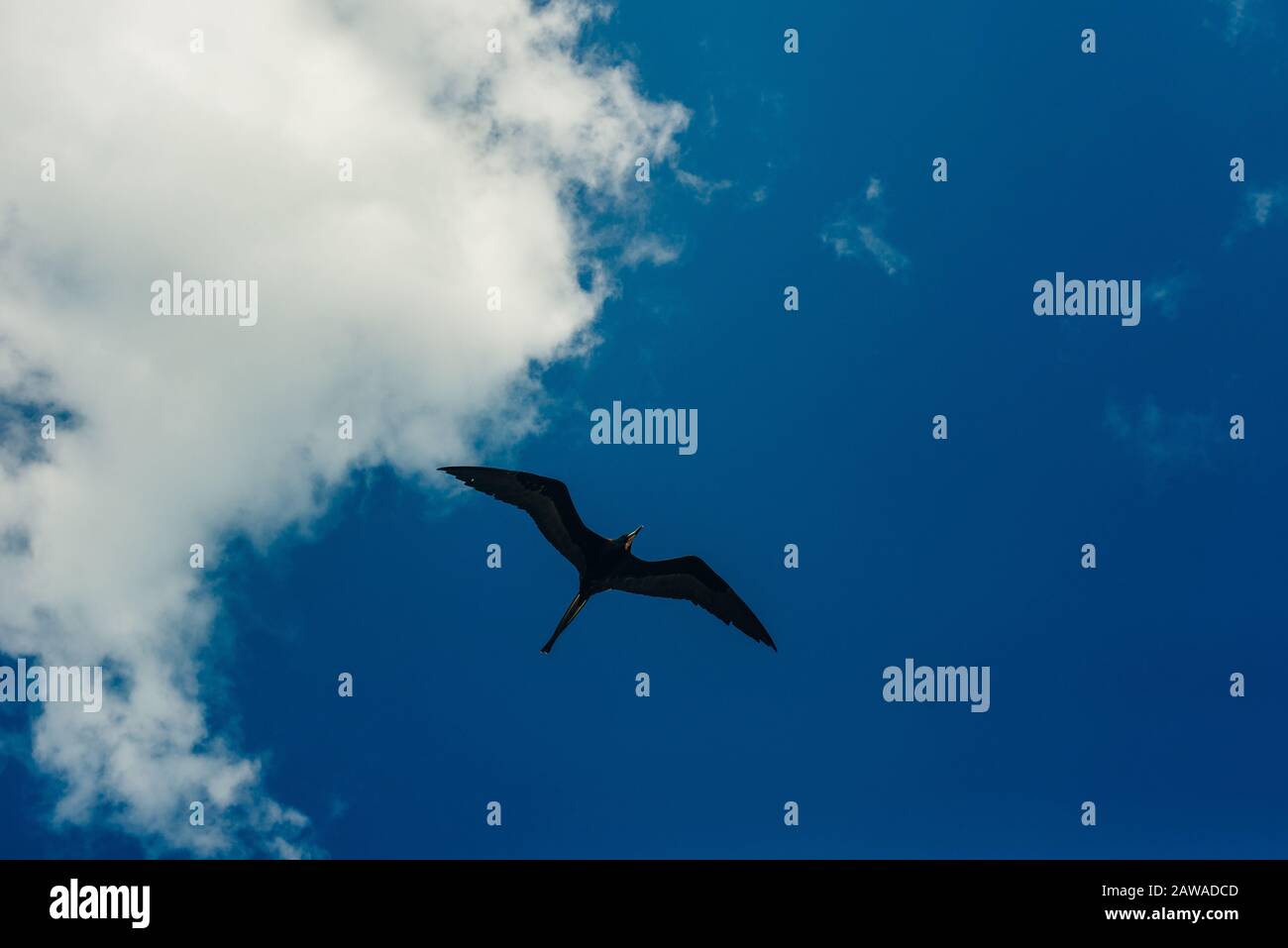 Frigate bird caribbean hi-res stock photography and images - Alamy