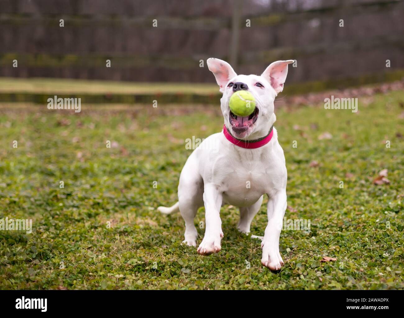 A white Pit Bull Terrier mixed breed dog catching a ball Stock Photo ...