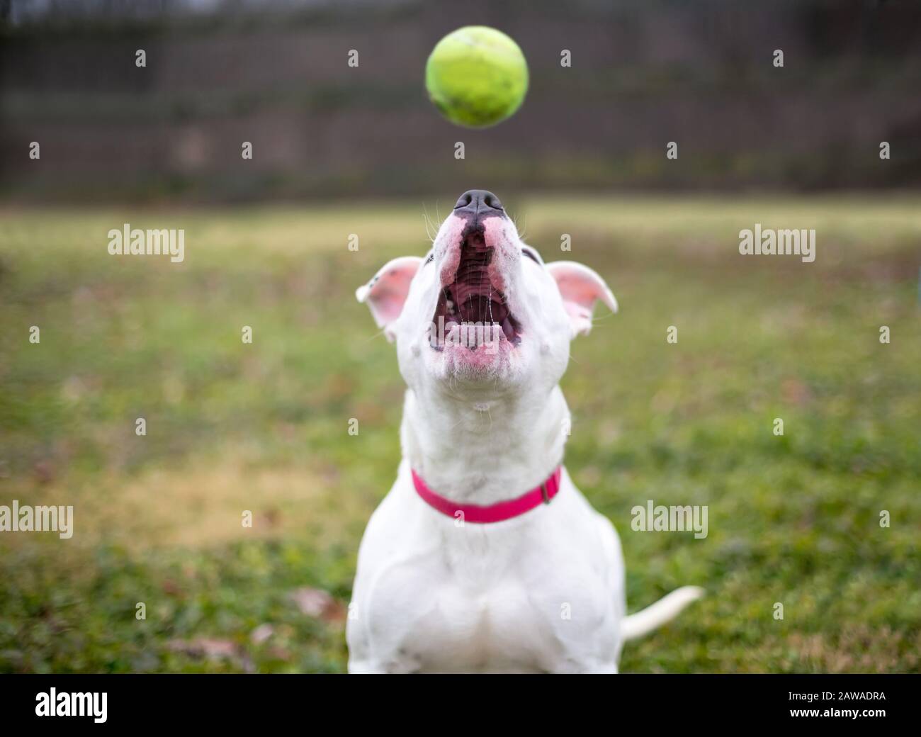 Ball pit overhead hi-res stock photography and images - Alamy