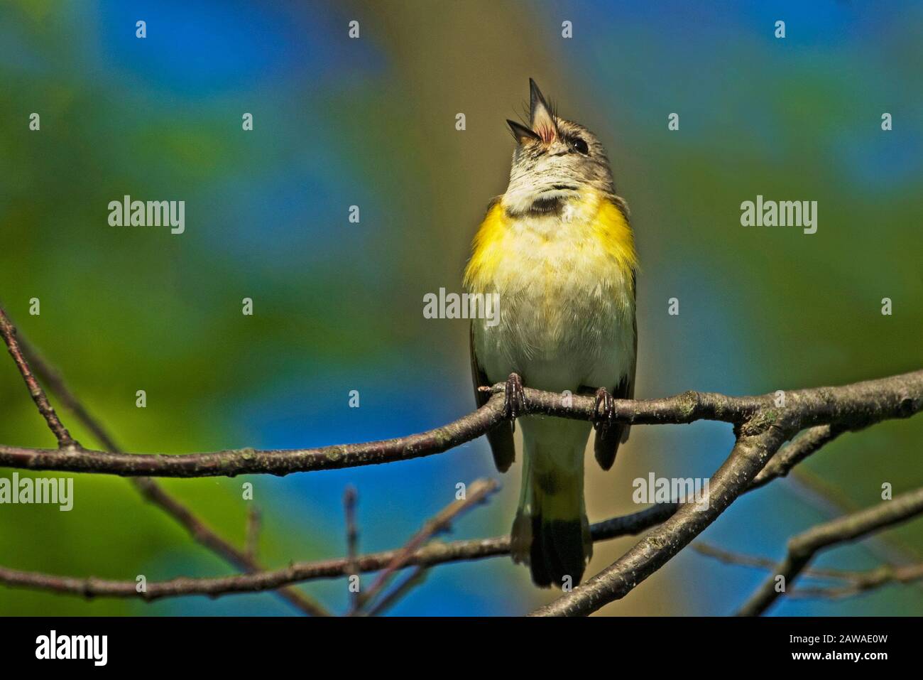 First year American redstart singing Stock Photo - Alamy