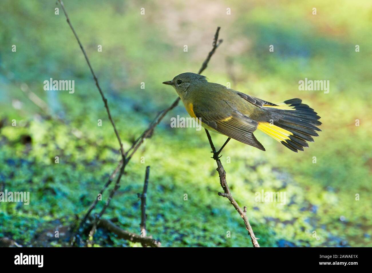 American warblers hi-res stock photography and images - Alamy