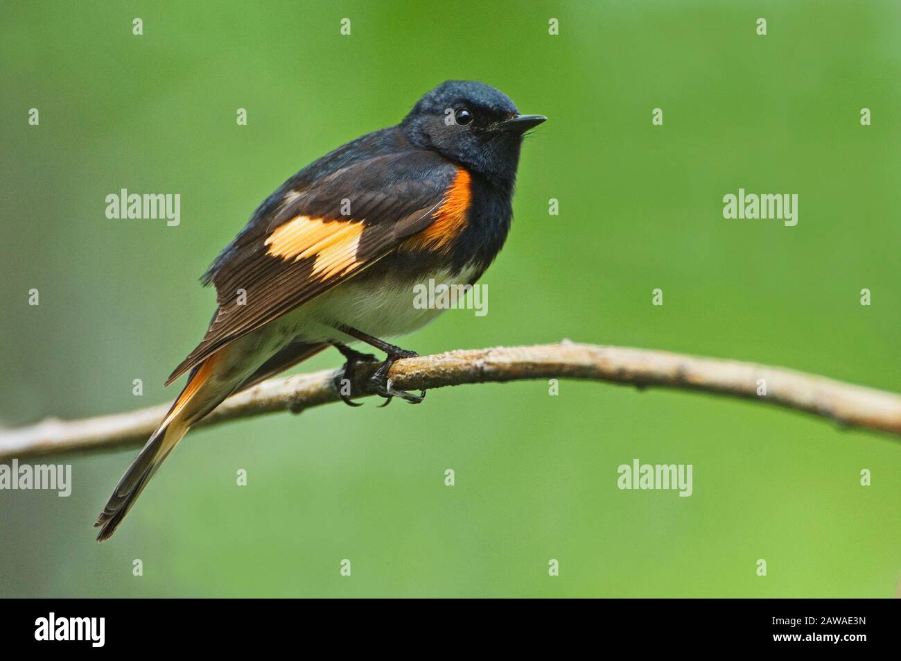 American redstart hi-res stock photography and images - Alamy