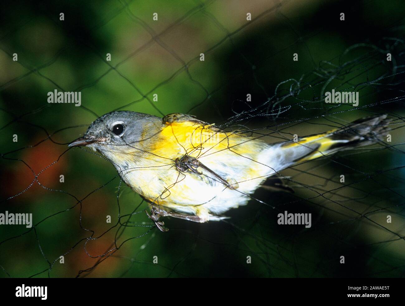 Banding mist net hi-res stock photography and images - Alamy