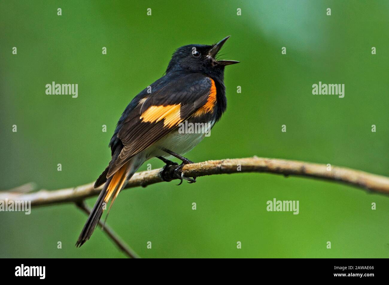 American redstart singing Stock Photo - Alamy