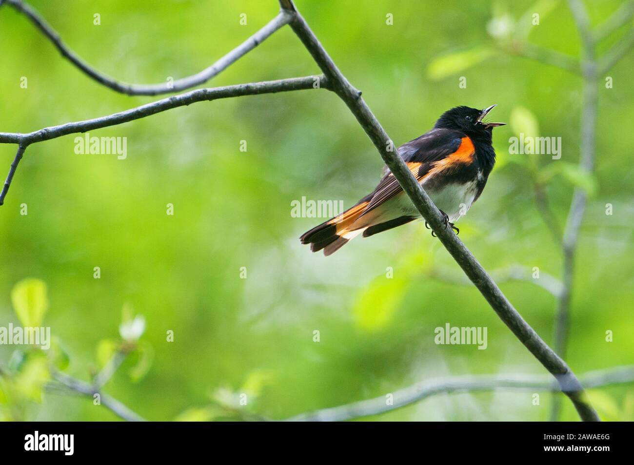 American redstart singing Stock Photo - Alamy
