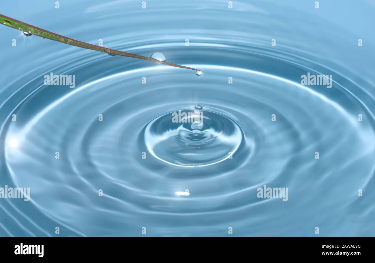 Dew drops in spring sunlight fall from a blade of grass into clear ...