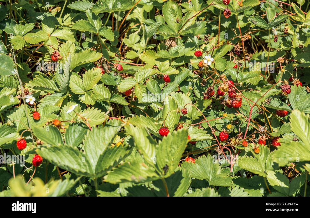 Ripe strawberries forest hi-res stock photography and images - Alamy